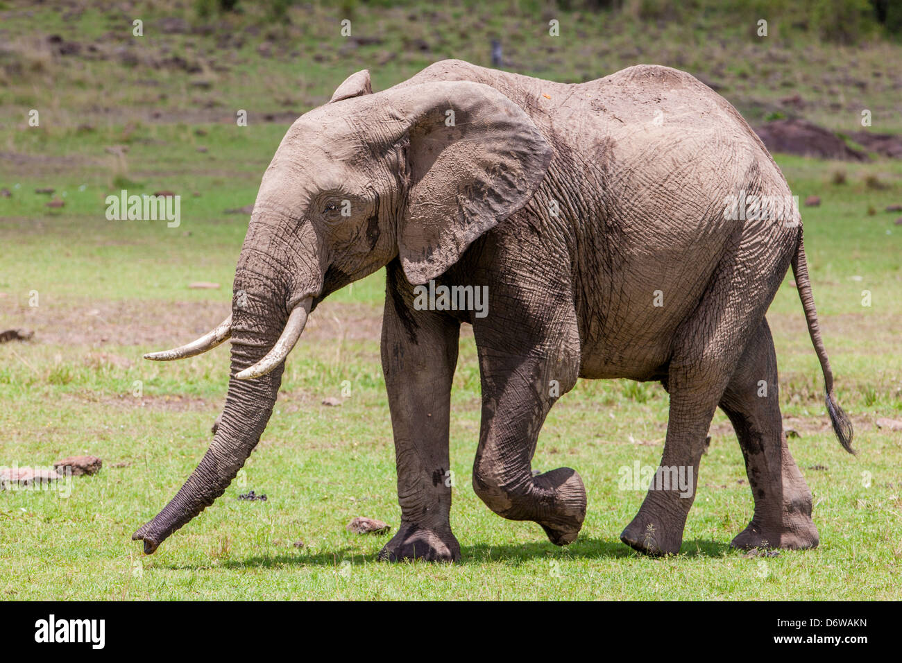 Young Elephant with trunk extended Stock Photo - Alamy