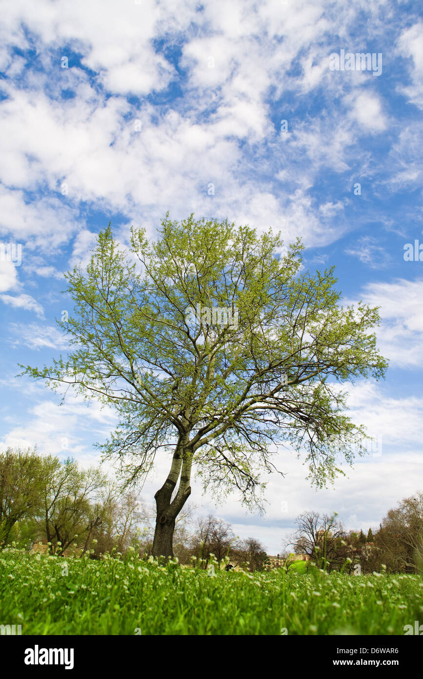 Tree in park. Single tree on beautiful spring day Stock Photo - Alamy