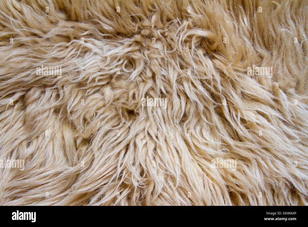 Texture of natural sheep pelt in light color Stock Photo - Alamy