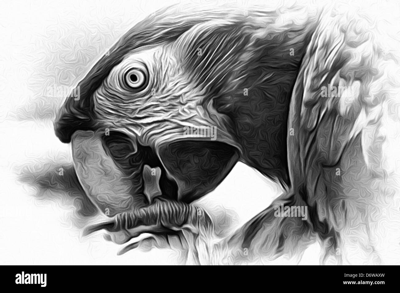 Illustrations Parrot High Resolution Stock Photography and Images - Alamy