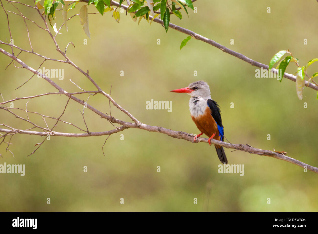Grey Headed Kingfisher Stock Photo - Alamy