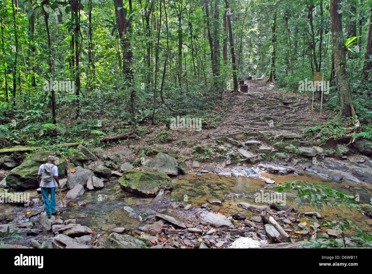 Trinidad and Tobago, Trinidad, Rain Forest Stock Photo - Alamy