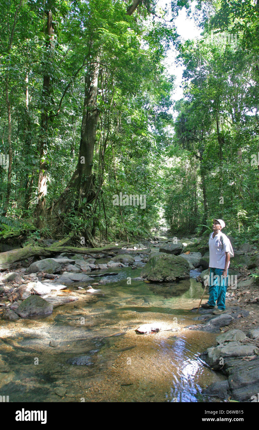 Trinidad and Tobago, Trinidad, Rain Forest Stock Photo - Alamy