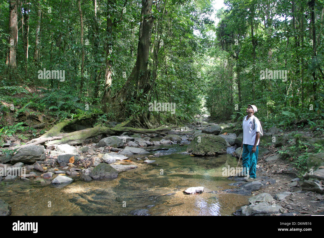 Trinidad and Tobago, Trinidad, Rain Forest Stock Photo - Alamy