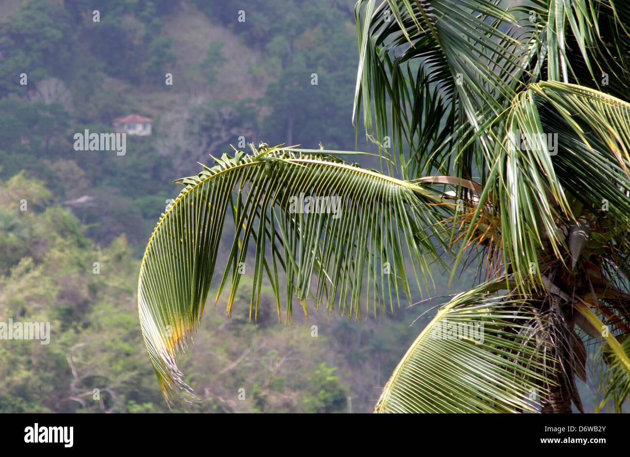 Trinidad and Tobago, Tobago, Palm Tree Stock Photo - Alamy