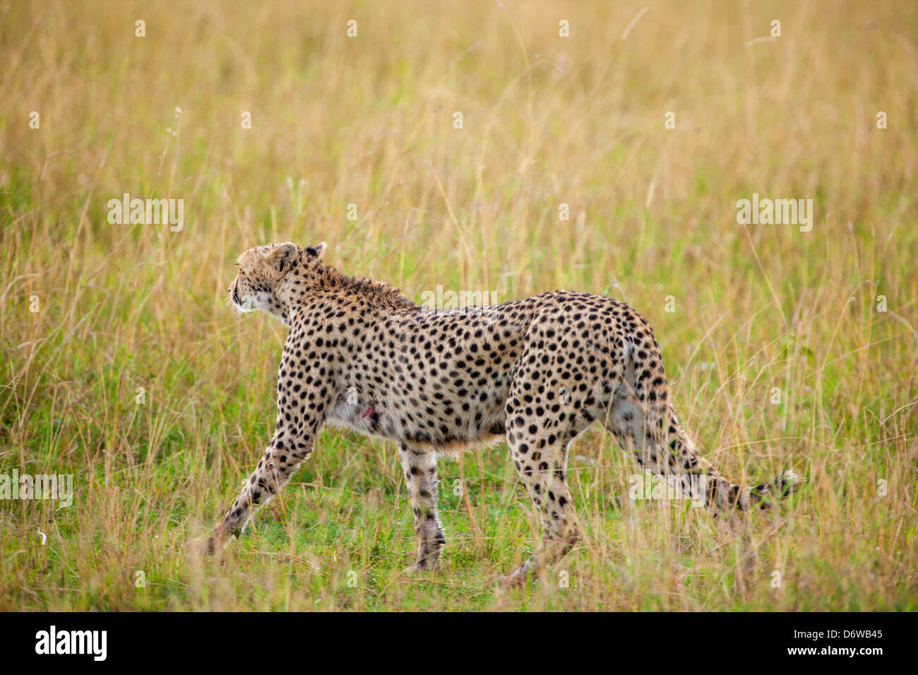 The wounded hunter hi-res stock photography and images - Alamy