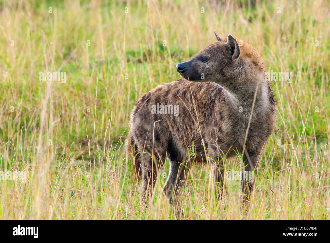 Laughing hyena africa hi-res stock photography and images - Alamy