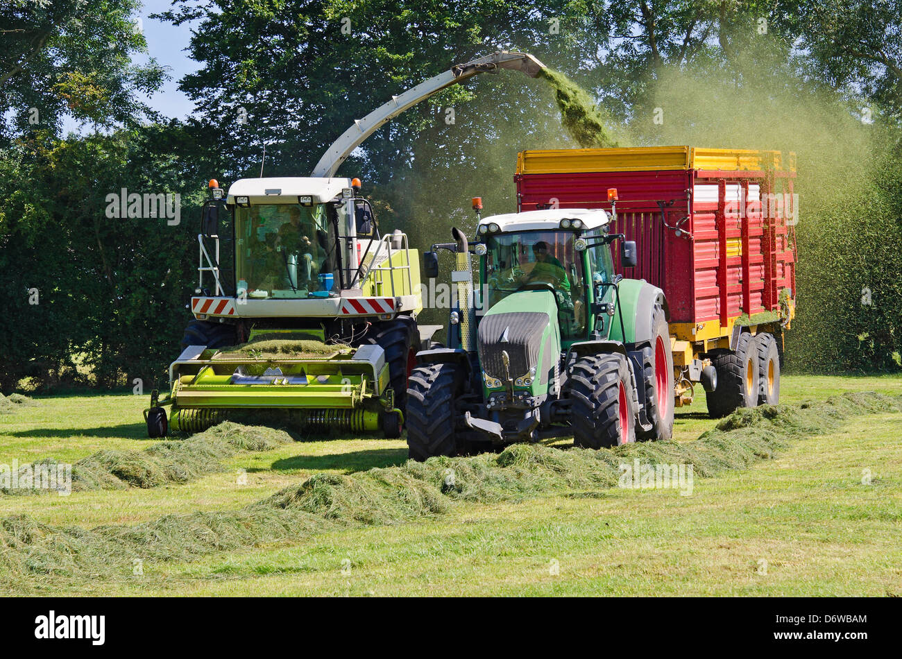 Forage vegetation hi-res stock photography and images - Alamy