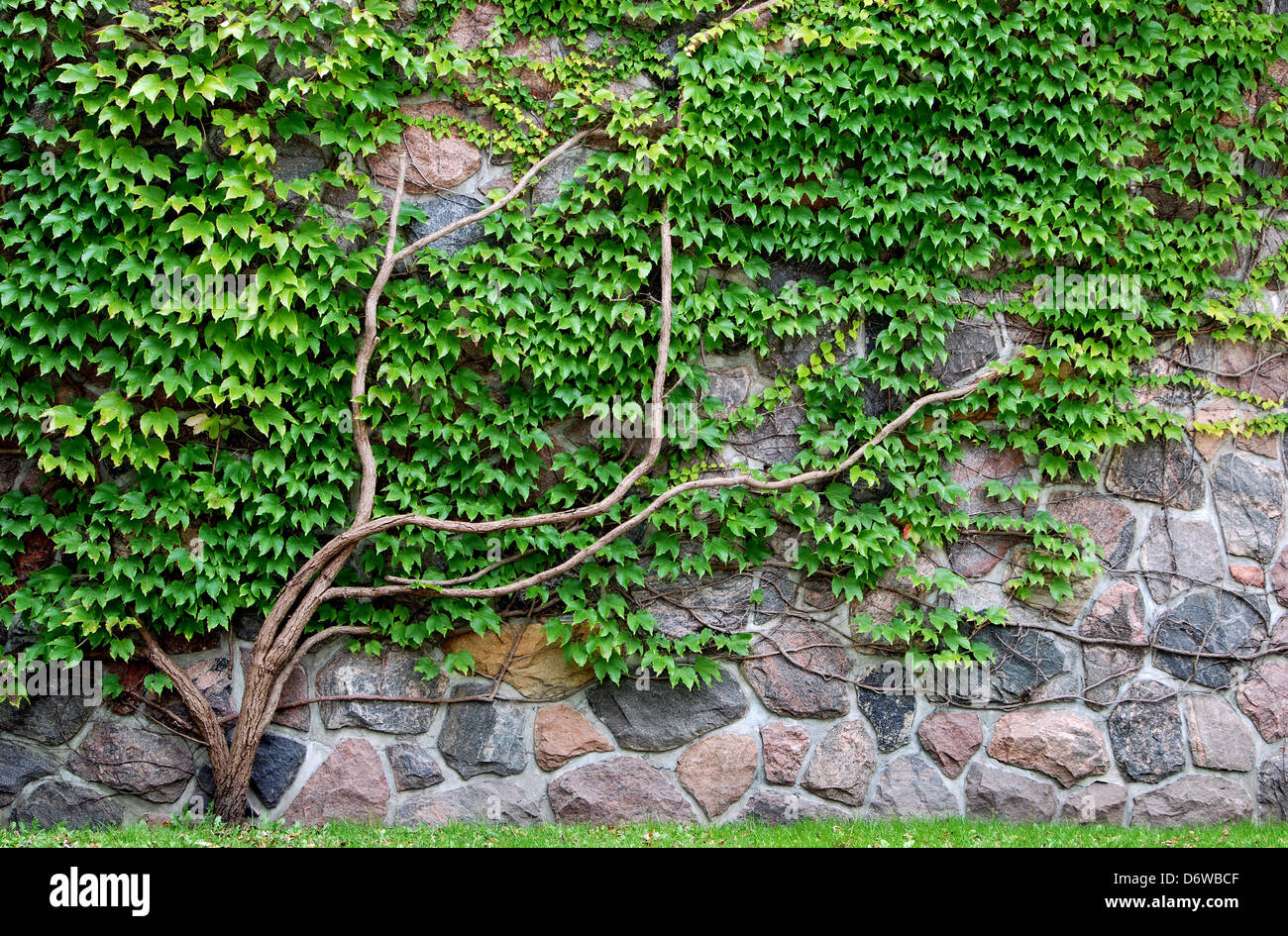 Vine growing on a rock wall Stock Photo - Alamy