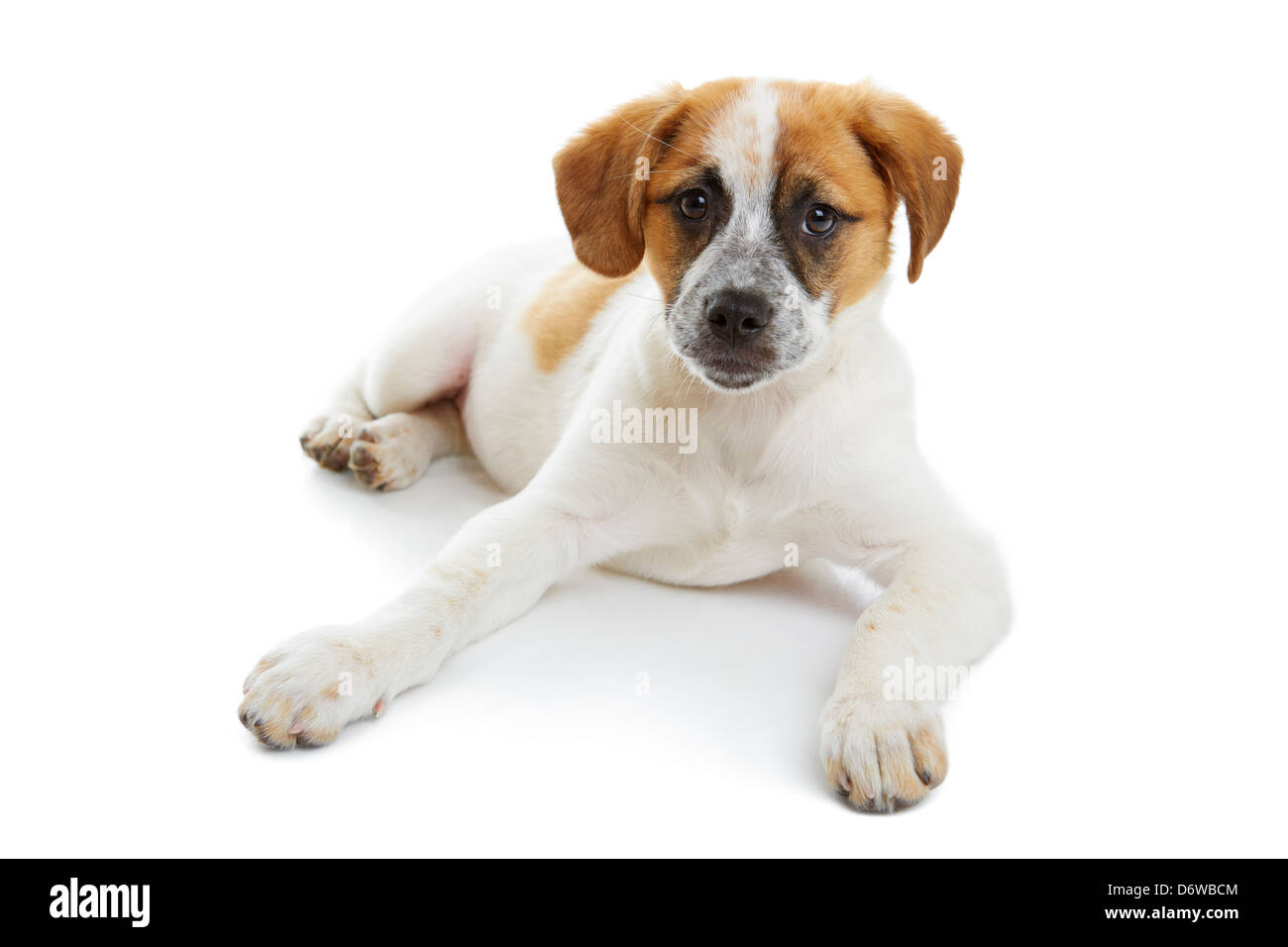 Young terrier female lying in front of white background and looking to ...
