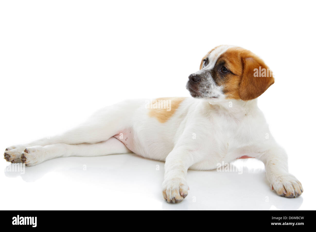 Curious young terrier female lying in front of white background Stock ...
