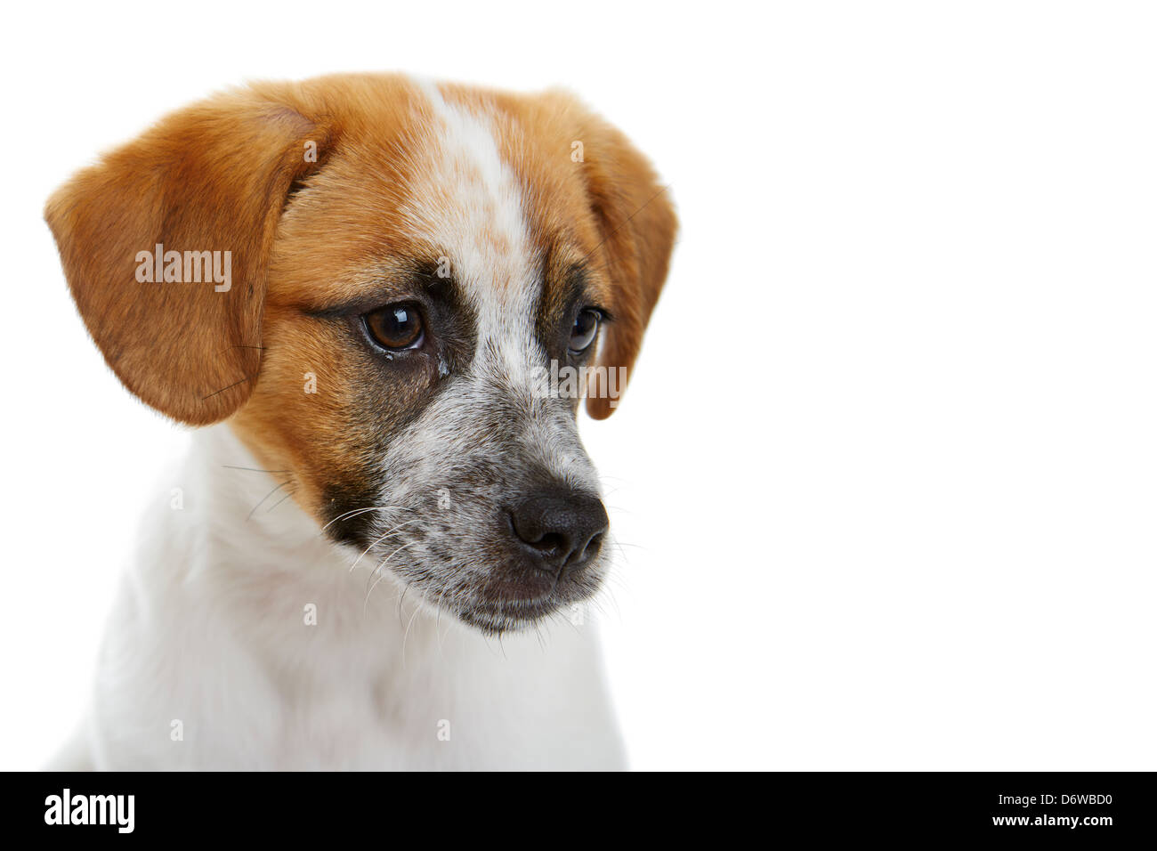 Portrait of curious terrier dog puppy over white background Stock Photo ...