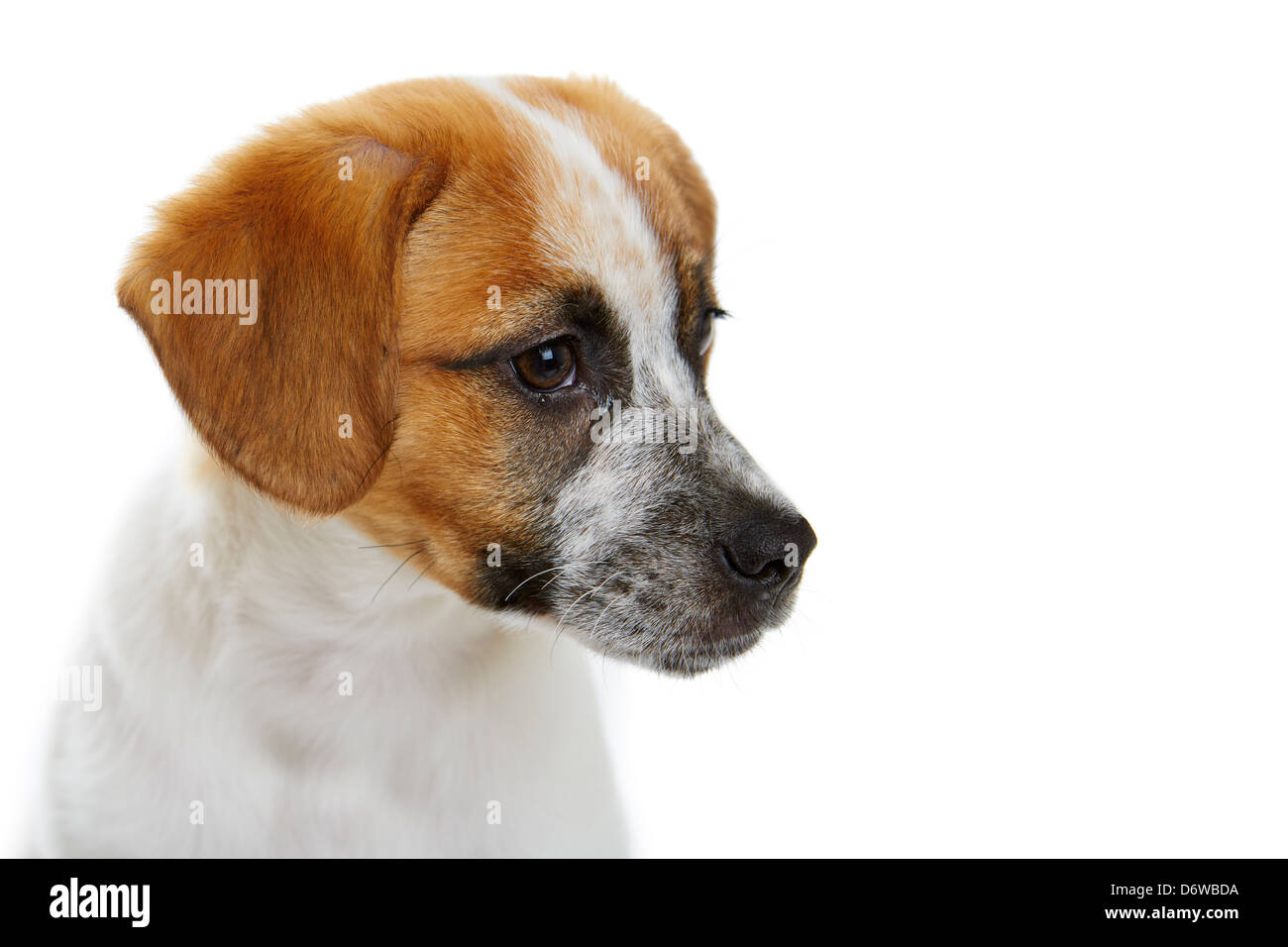 Portrait of curious terrier dog puppy over white background Stock Photo ...