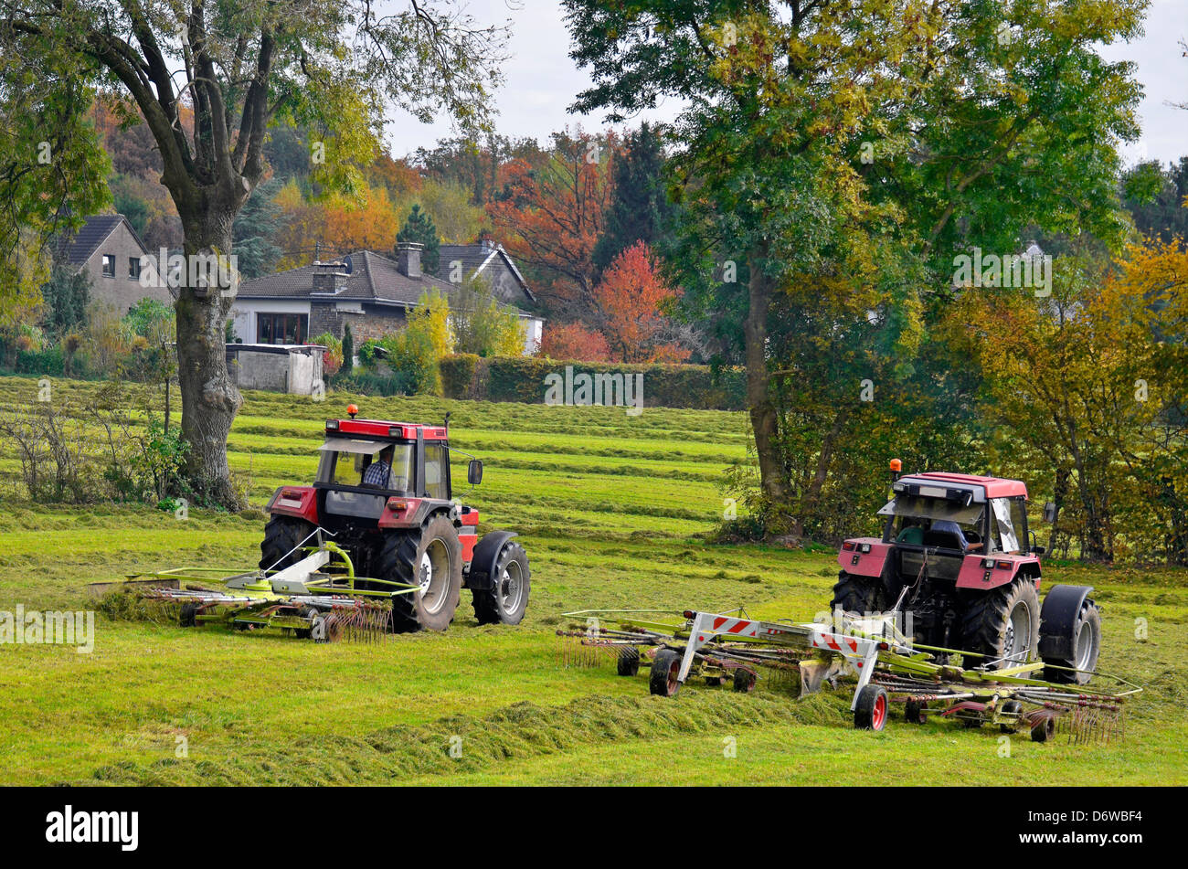 Forage vegetation hi-res stock photography and images - Alamy
