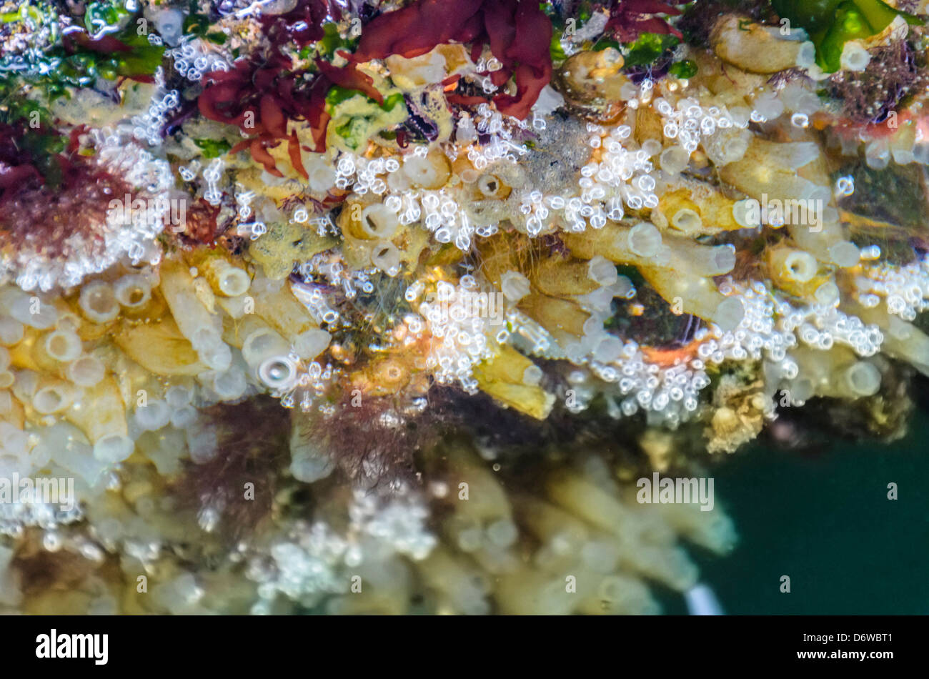 Barnacle growth hi-res stock photography and images - Alamy
