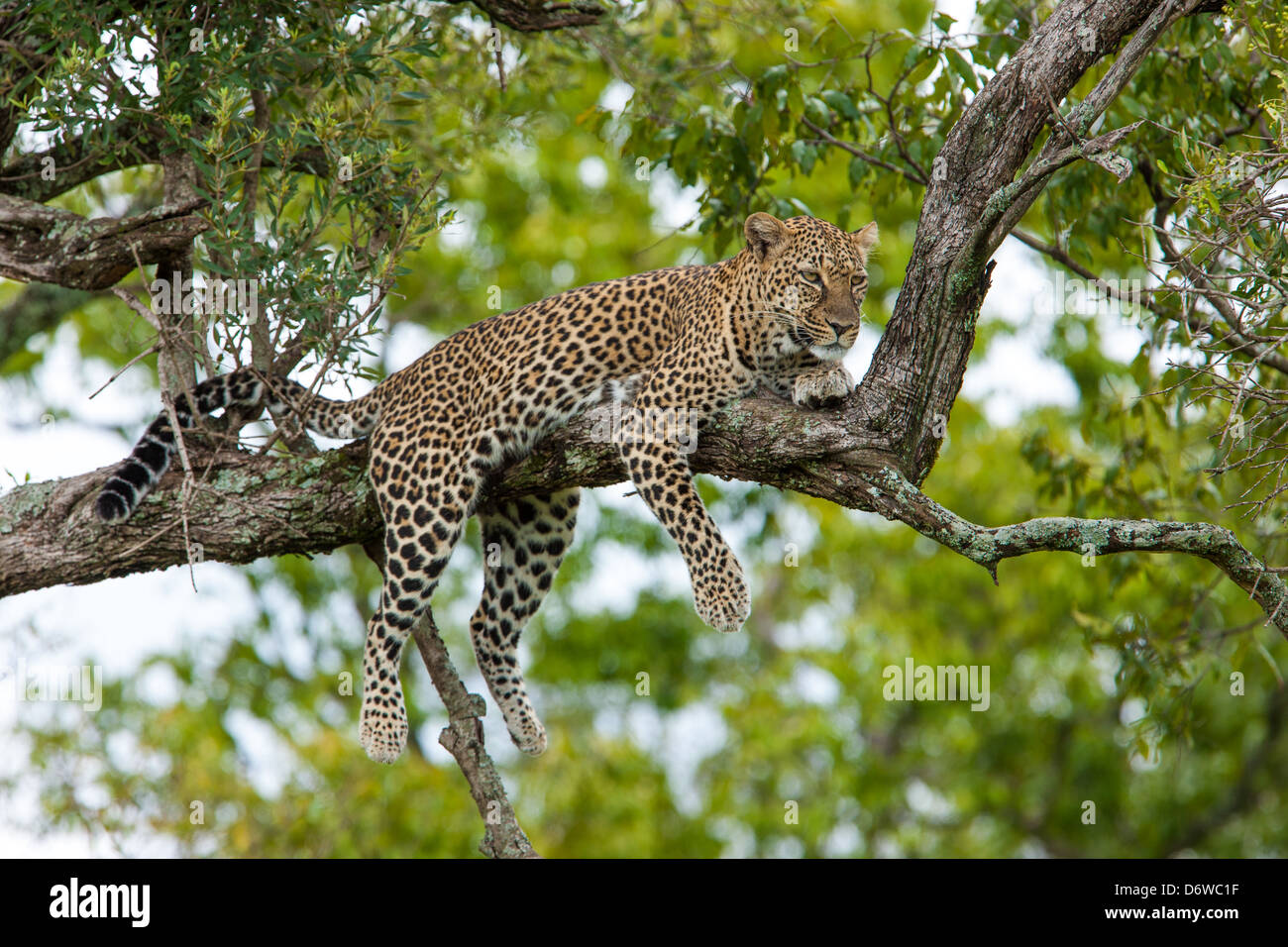 Dangerous leopard hi-res stock photography and images - Alamy