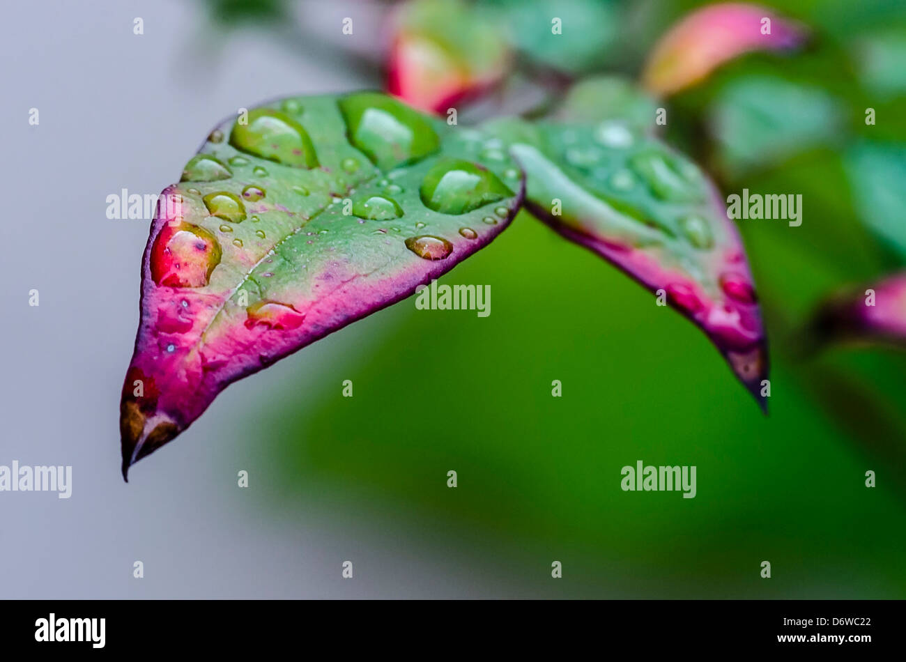 Colourful rain hi-res stock photography and images - Alamy
