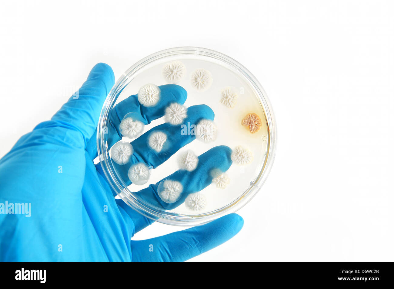 Petri Plate Worksheet