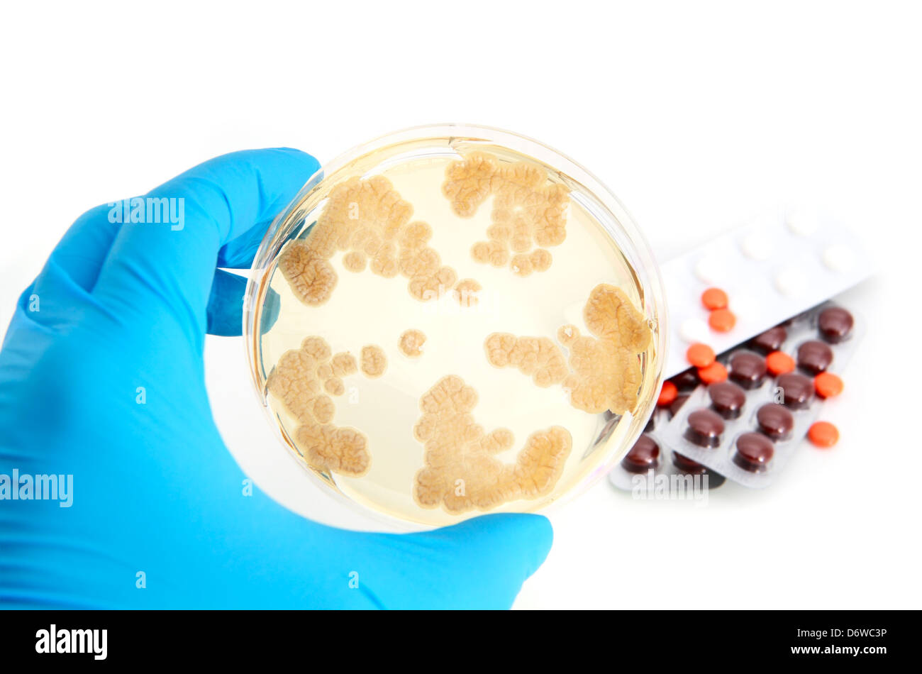 Penicillum fungi on agar plate and antibiotics over white background ...