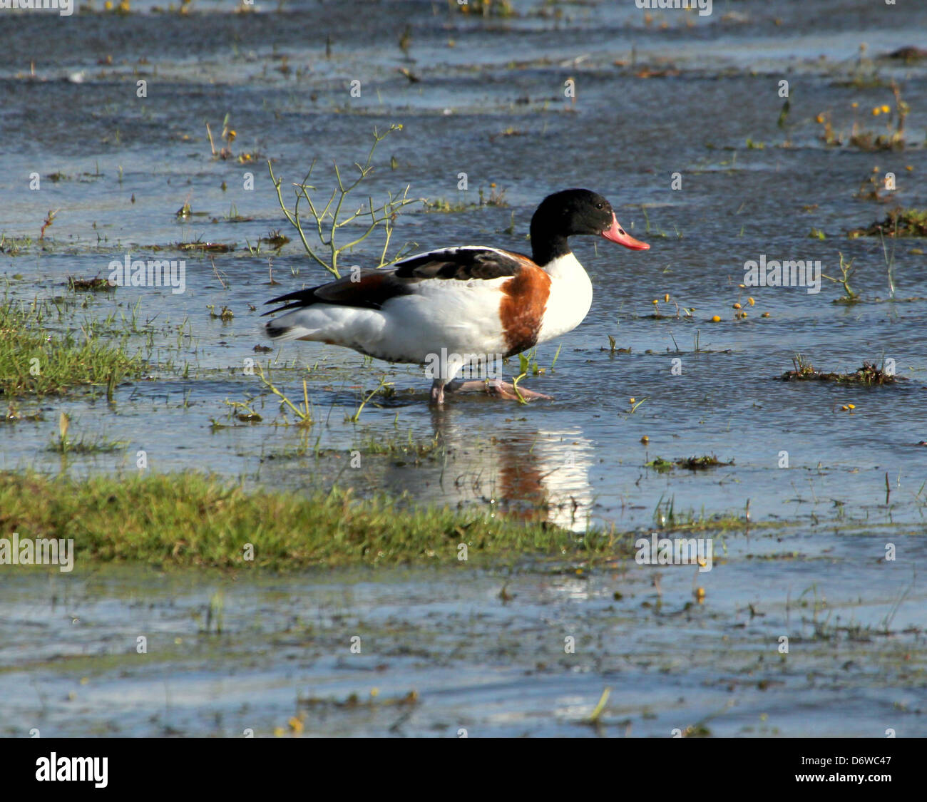 Pato de color blanco hi-res stock photography and images - Alamy