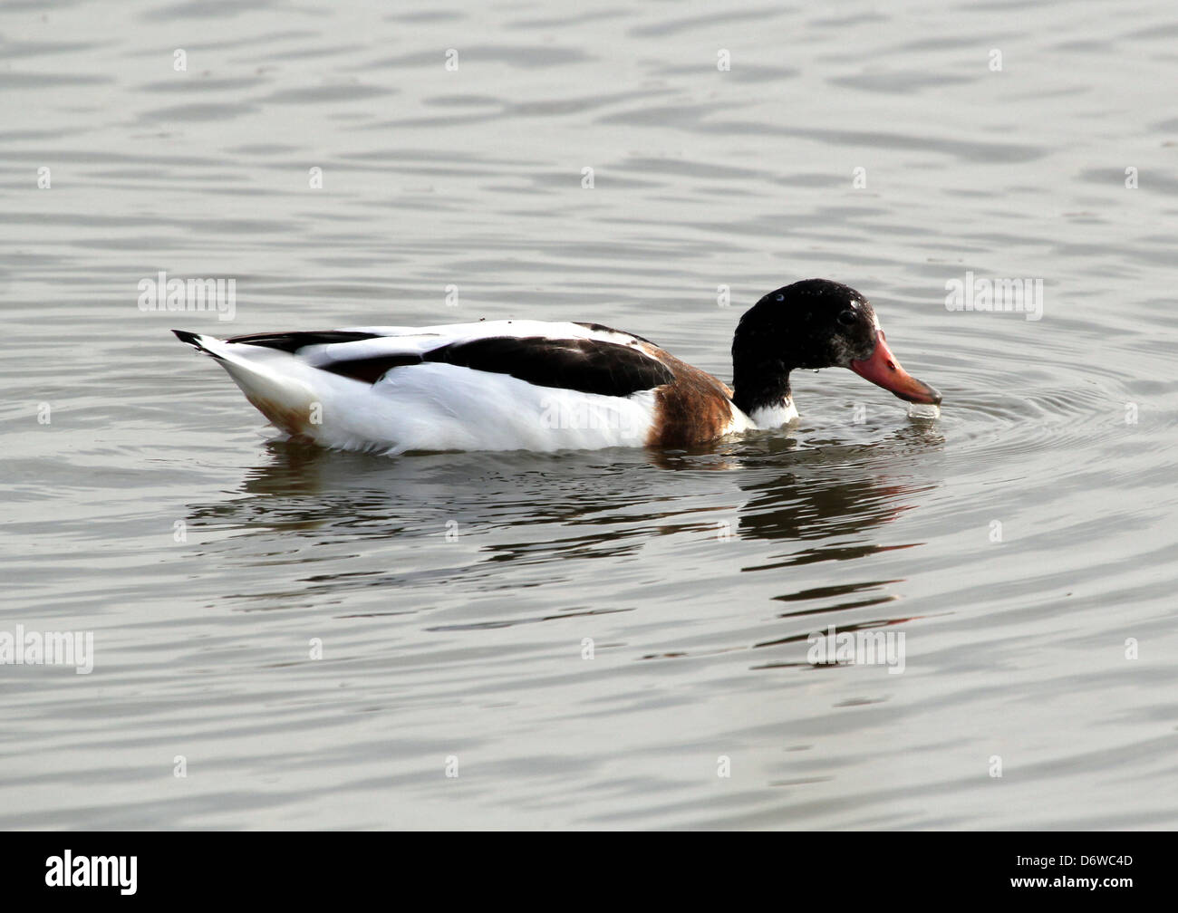 Juvenile shelduck hi-res stock photography and images - Alamy