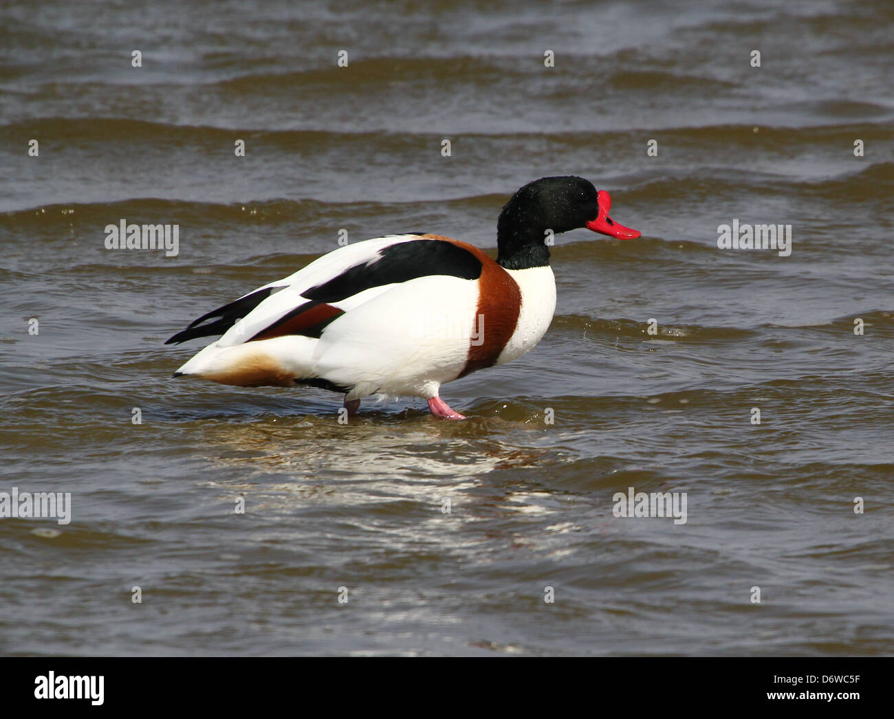 Pato de color blanco hi-res stock photography and images - Alamy