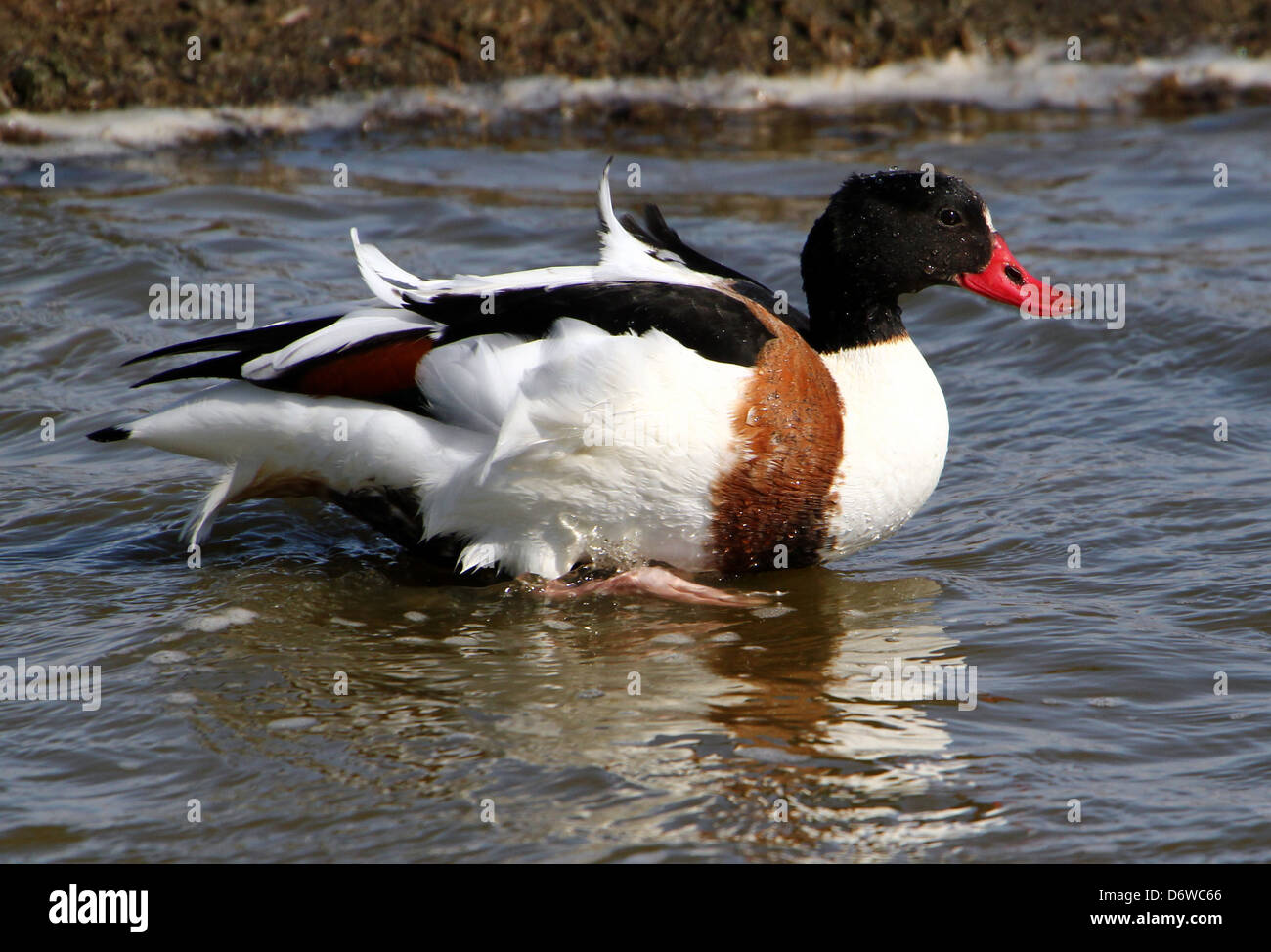 Female Shelduck High Resolution Stock Photography and Images - Alamy