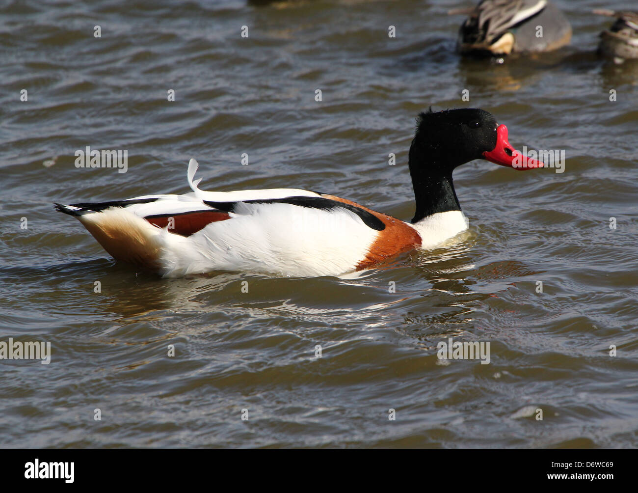 Pato de color blanco hi-res stock photography and images - Alamy