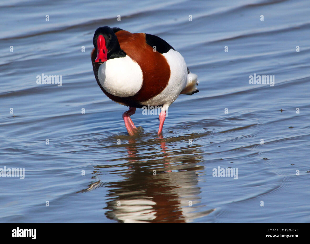 Pato de color blanco hi-res stock photography and images - Alamy