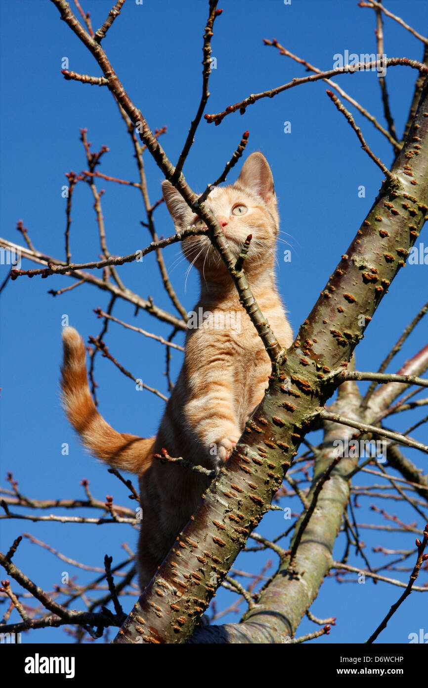 Domestic Kitten Climbing Tree Stock Photo - Alamy