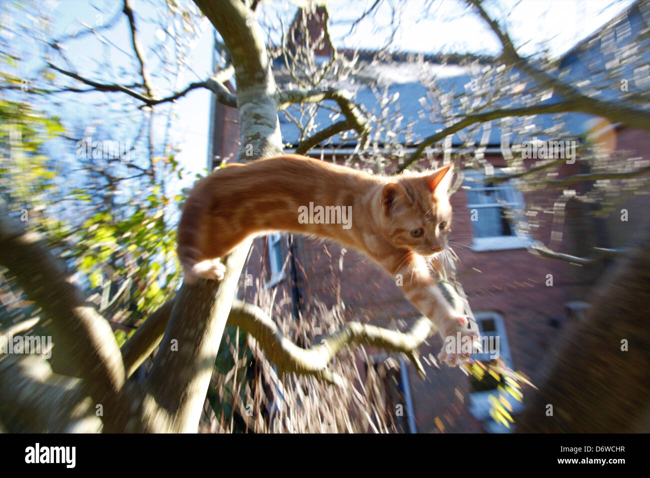 Domestic Kitten Jumping Stock Photo - Alamy