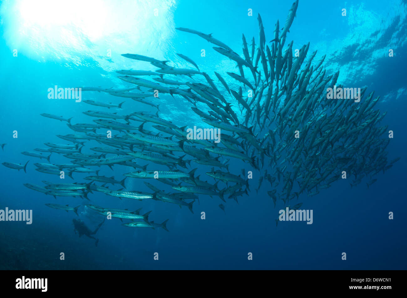 A large school of barracuda swim as a scuba diver looks on Stock Photo ...