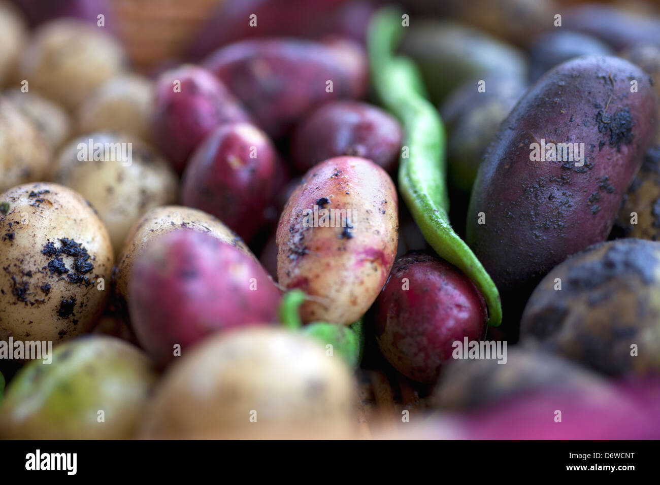 Scottish produce, potatoes, food, green beans, runner beans, soil Stock ...