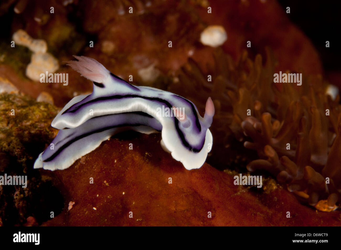 Blue nudibranch hi-res stock photography and images - Alamy