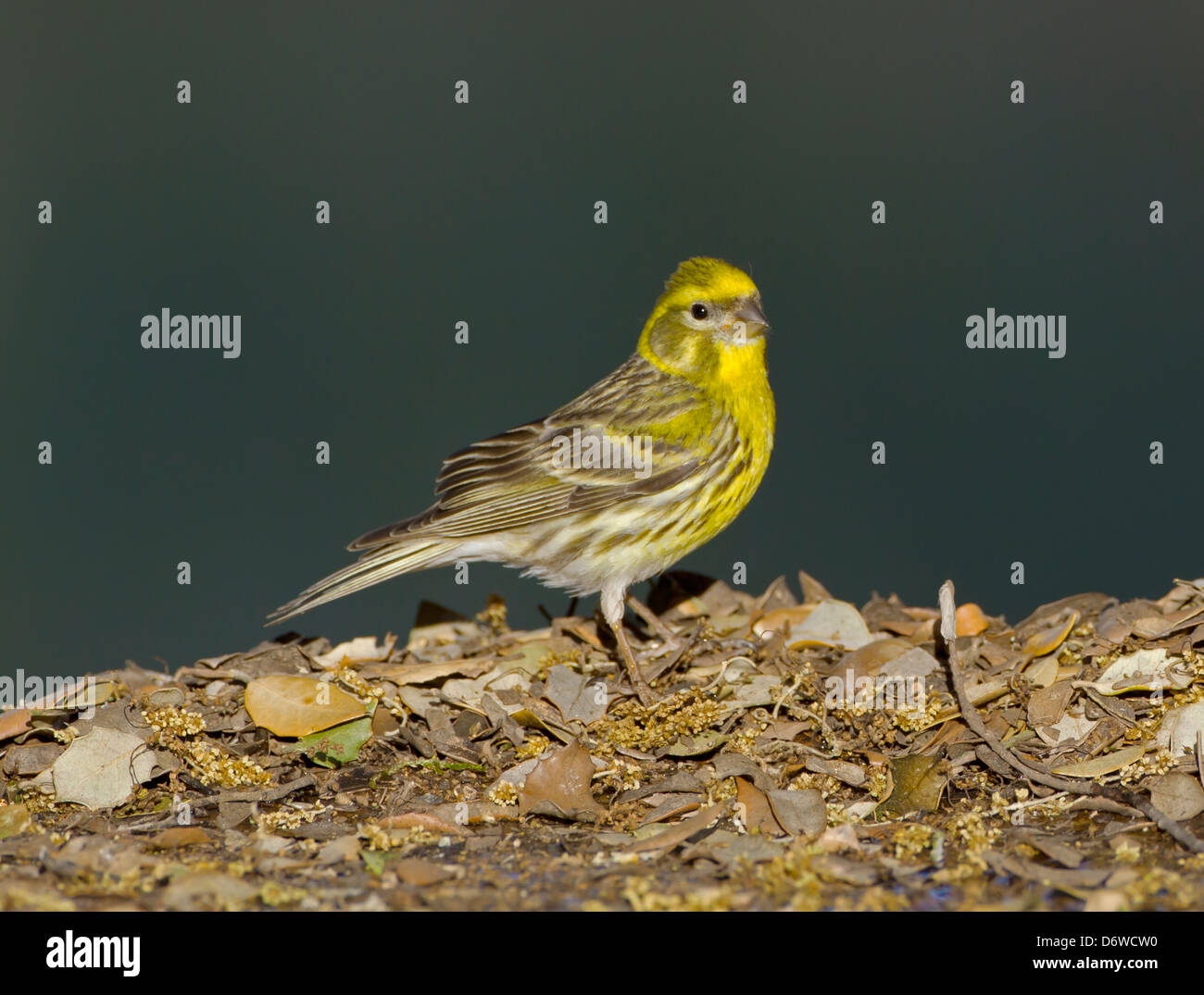 Serin - Serinus serinus Stock Photo - Alamy