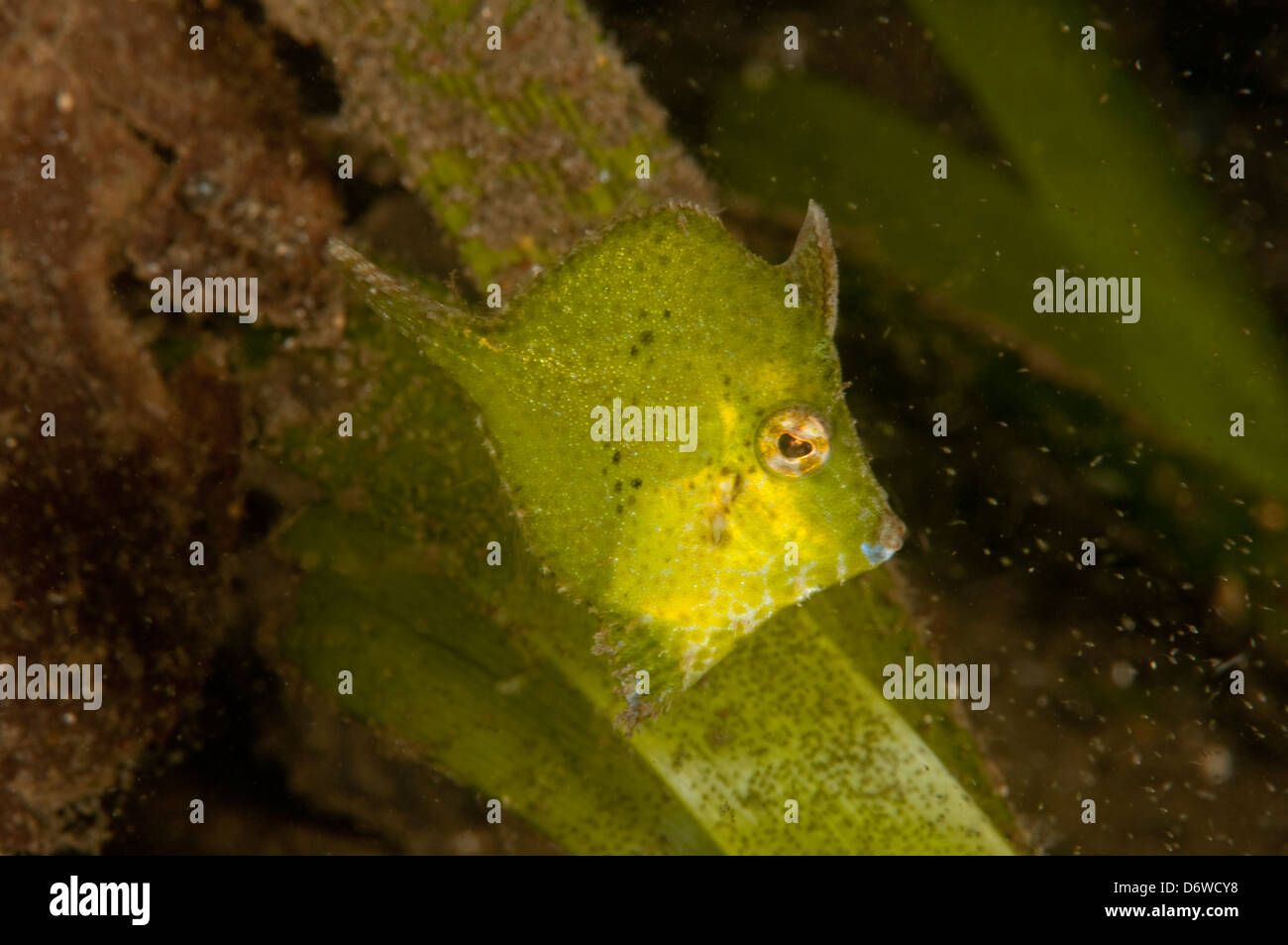 A small lime green filefish camouflages itself near a blade of sea ...