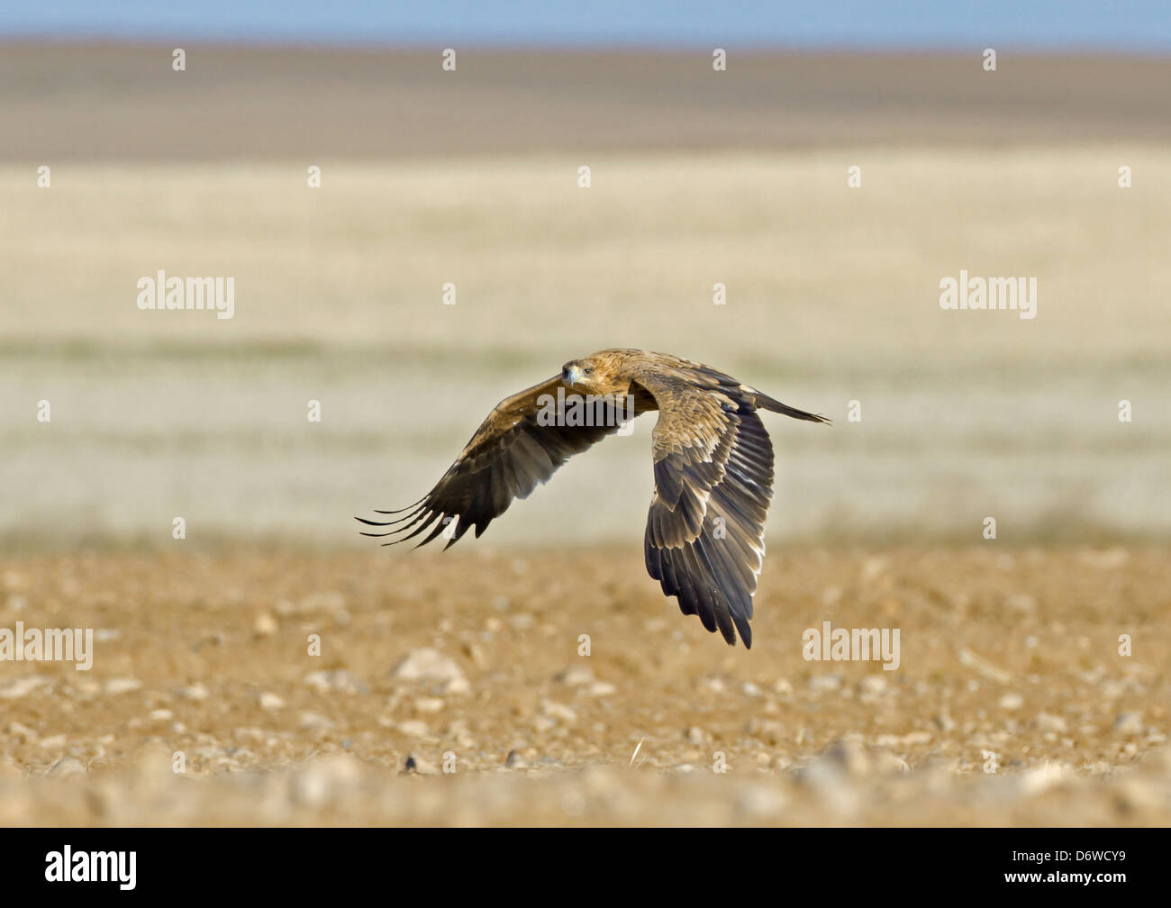 Spanish imperial eagle hi-res stock photography and images - Alamy