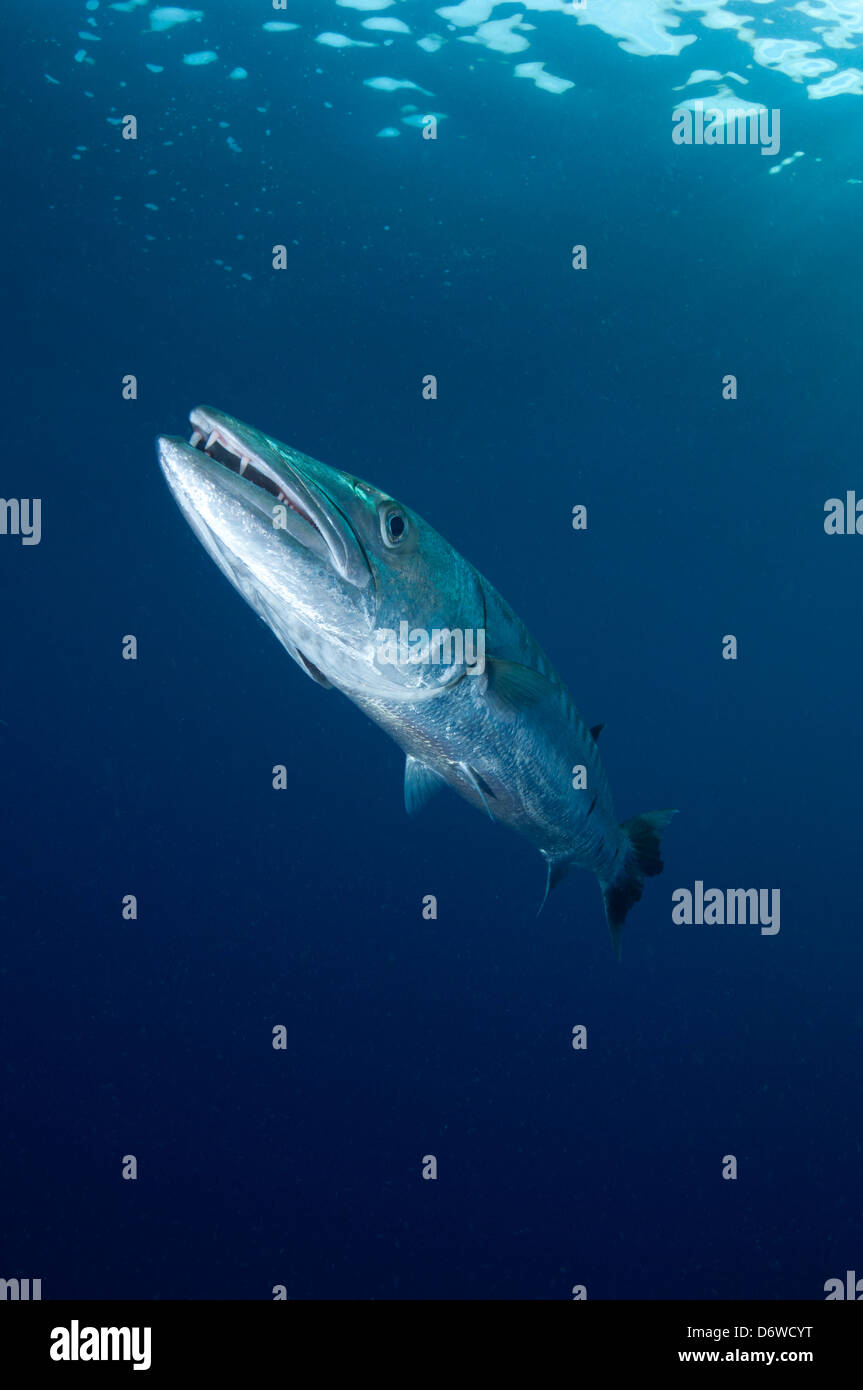 Great Barracuda Skeleton