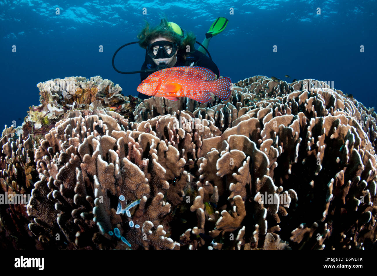 A female scuba diver hovers near a patch of hard coral to see a bright ...