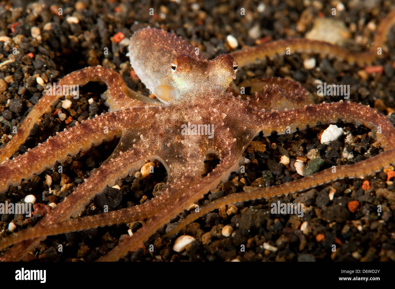 A tiny octopus of unidentified species crawls over a black sand reef ...