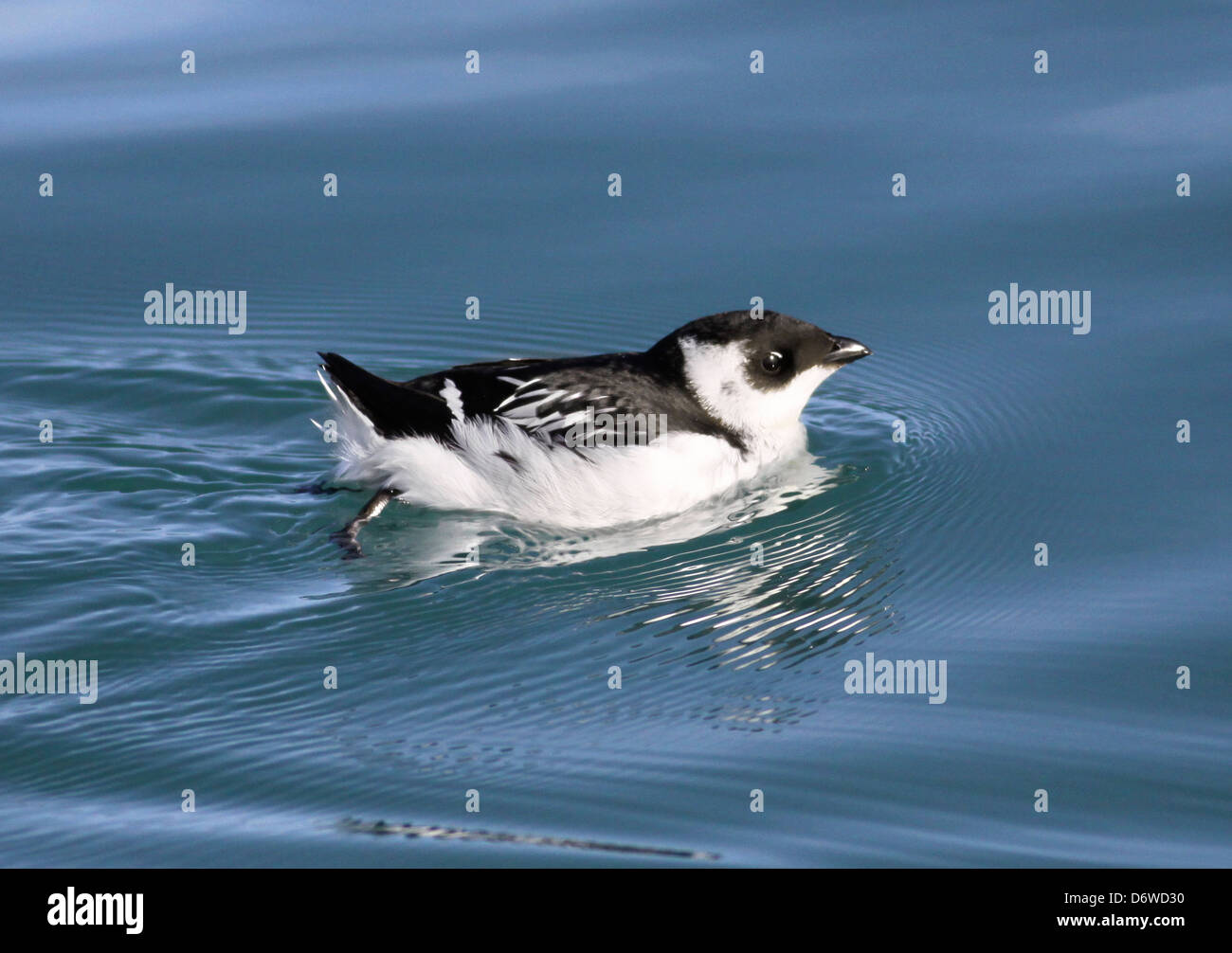 Auk seabirds hi-res stock photography and images - Alamy