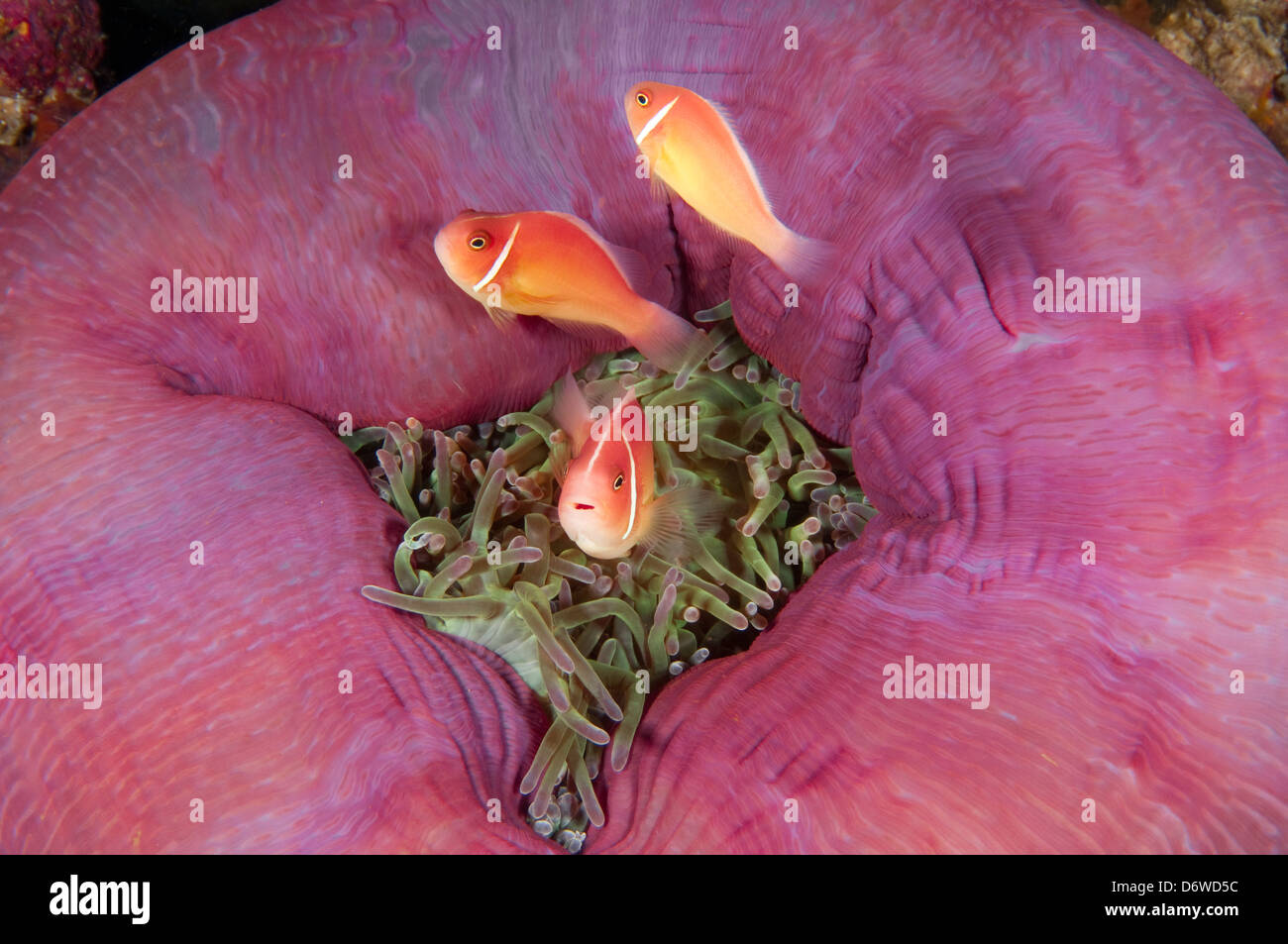 Three pink anemone fish in a balled up purple anemone Stock Photo - Alamy