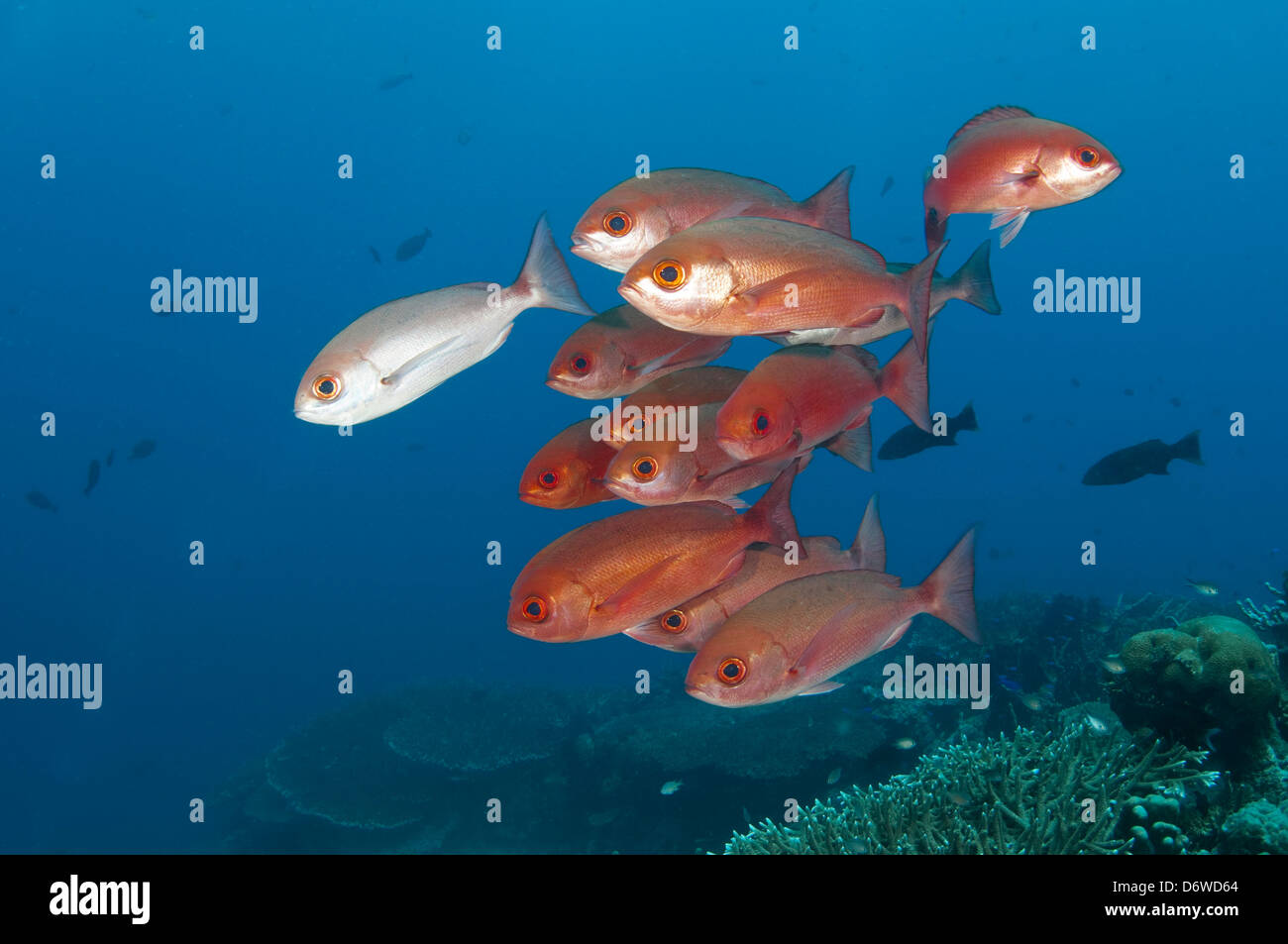 A school of slender pinjalo swim above a coral reef Stock Photo - Alamy