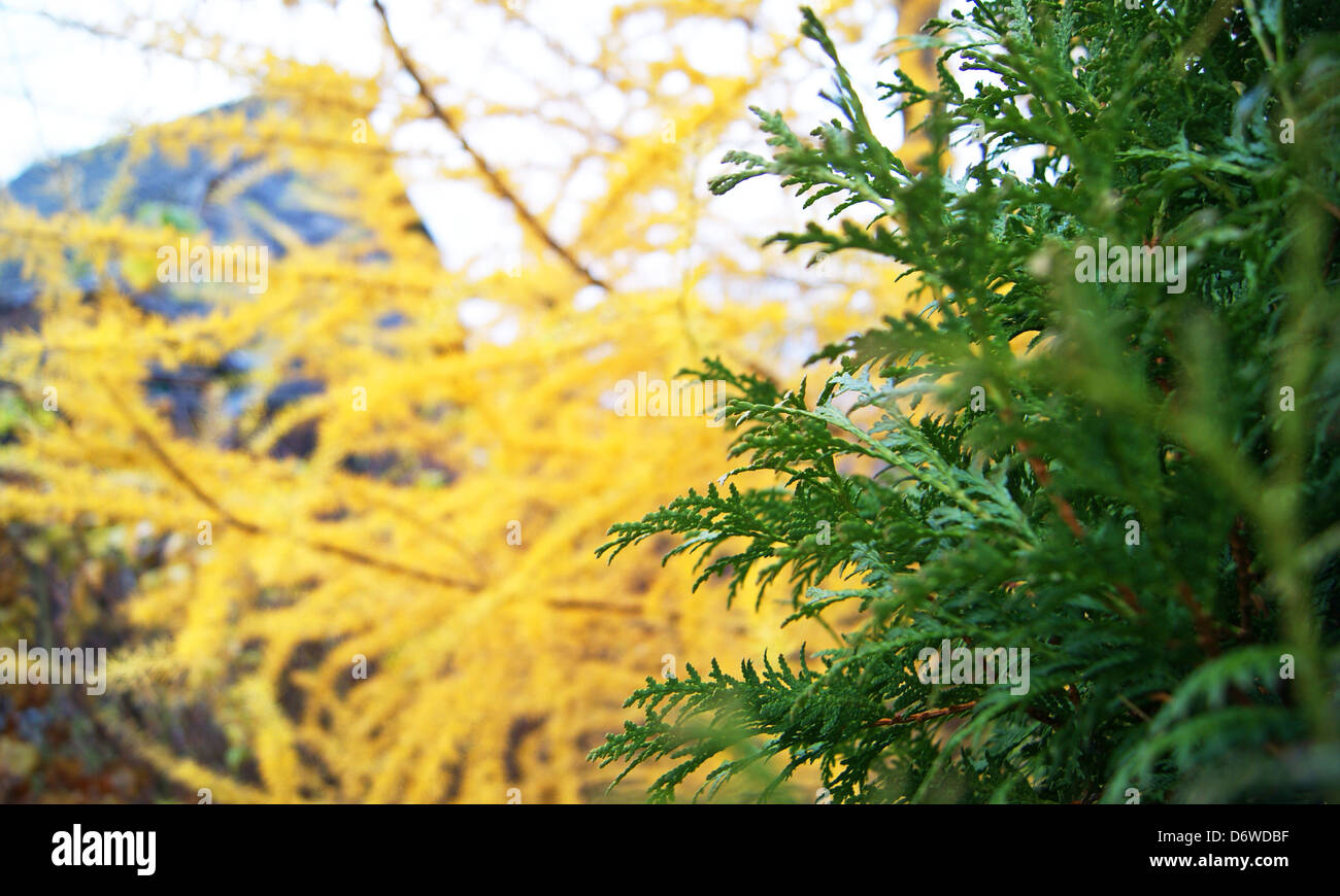 Dual color trees Stock Photo - Alamy