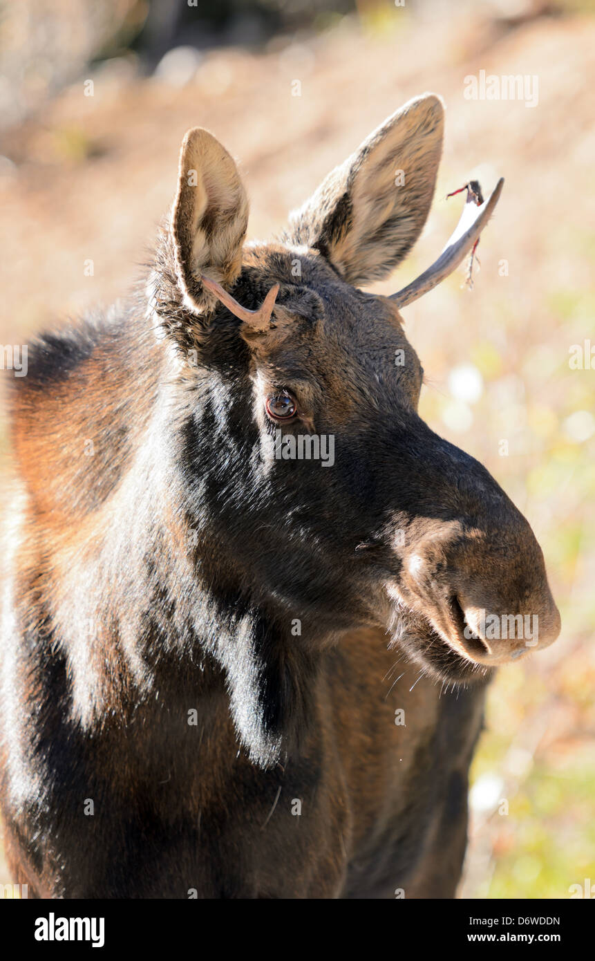 Young moose (North America) in forest Banff National Park Alberta ...