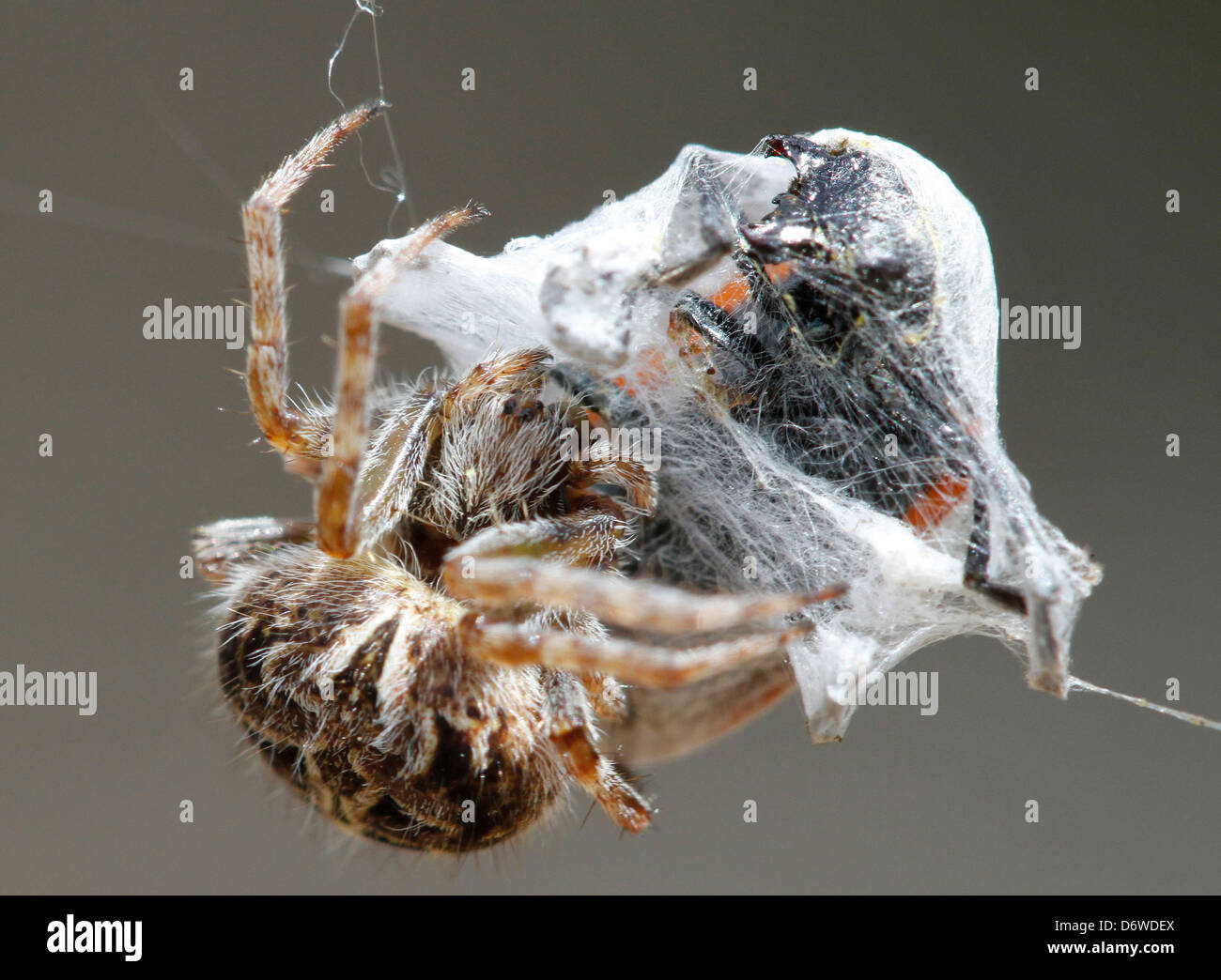 A spider holds her prey packed on web Stock Photo - Alamy