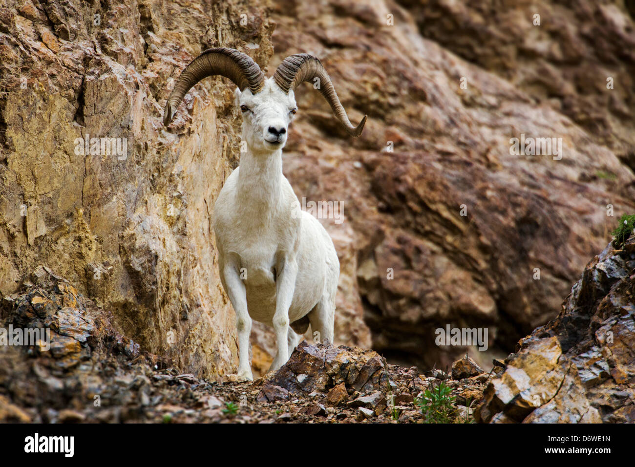 Dall Sheep (Ovis dalli), near Divide Mountain, Denali National Park ...