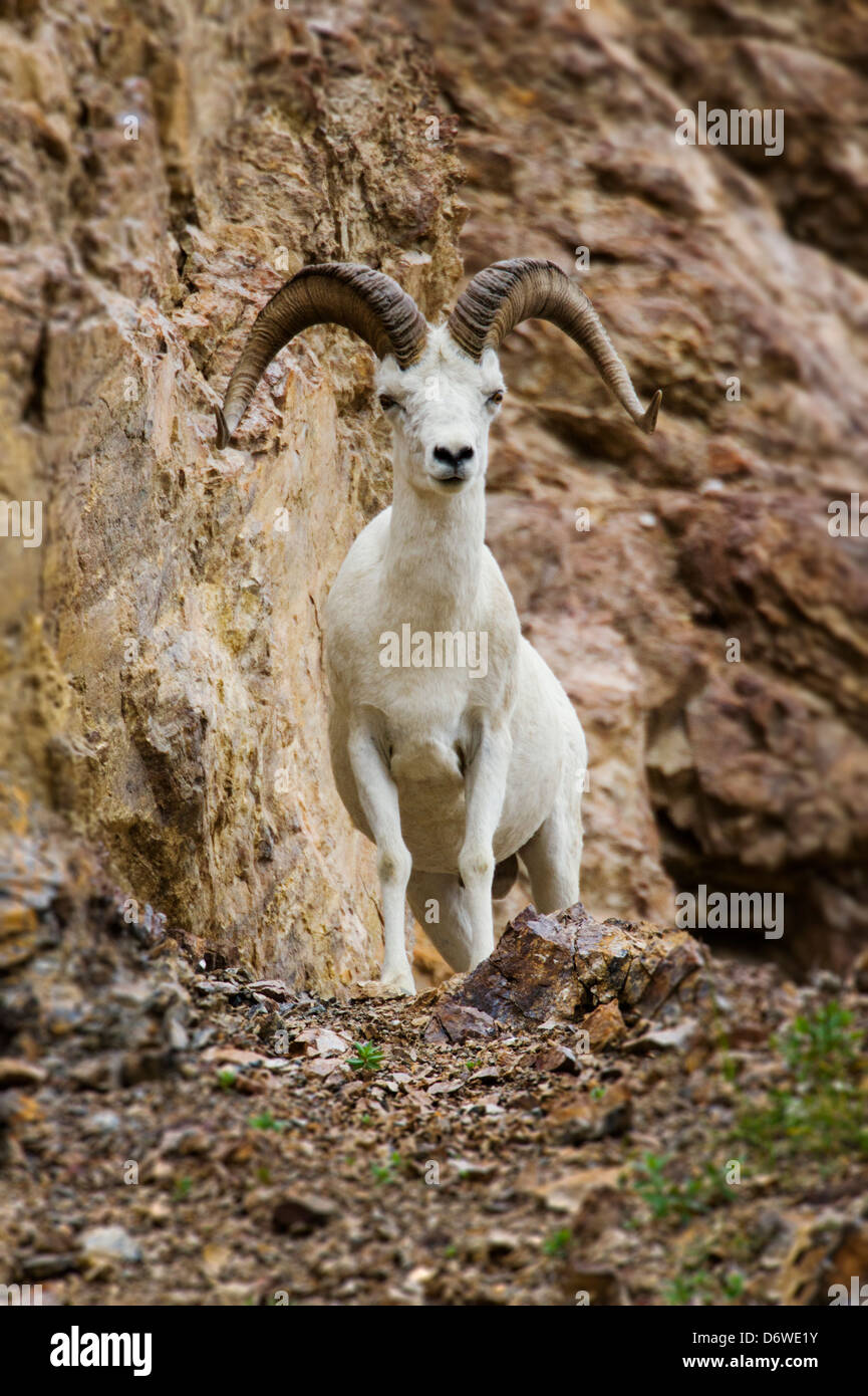 Dall Sheep (Ovis dalli), near Divide Mountain, Denali National Park ...