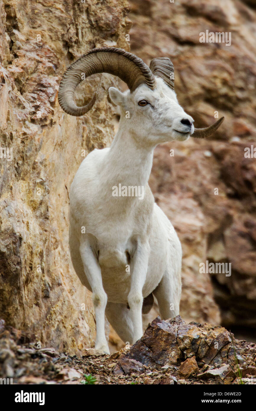 Dall Sheep (Ovis dalli), near Divide Mountain, Denali National Park ...