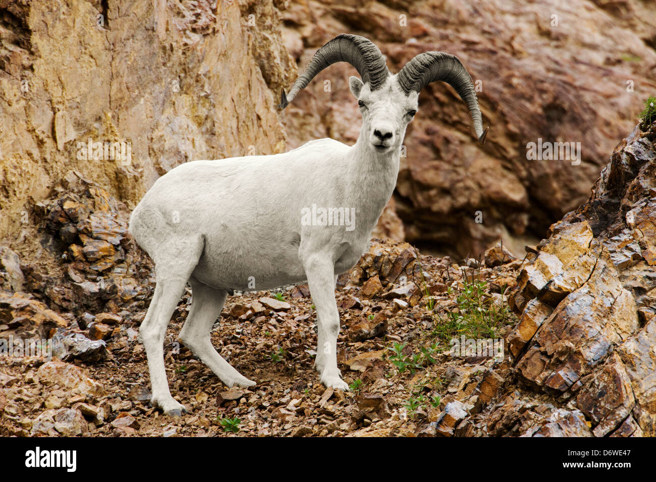 Dall Sheep (Ovis dalli), near Divide Mountain, Denali National Park ...